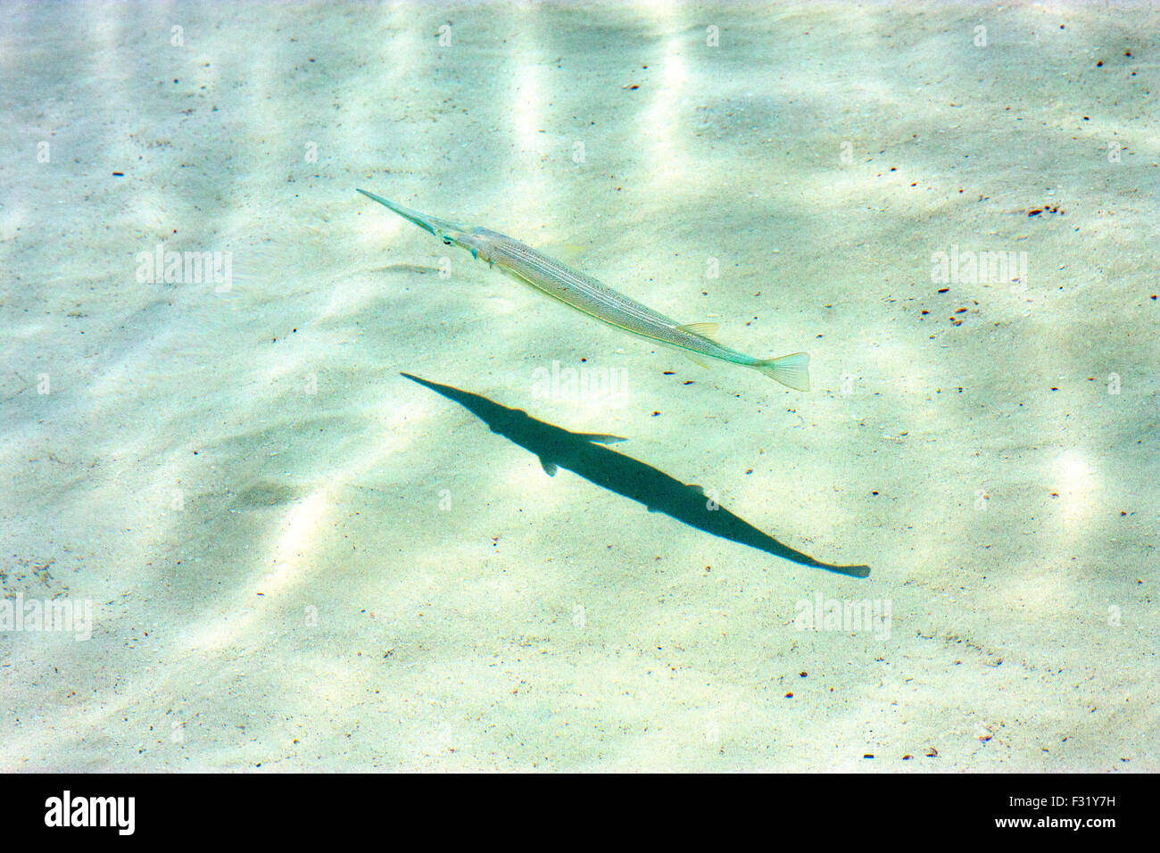 little fish isla contoy in mexico froath and foam the sea drop sunny ...