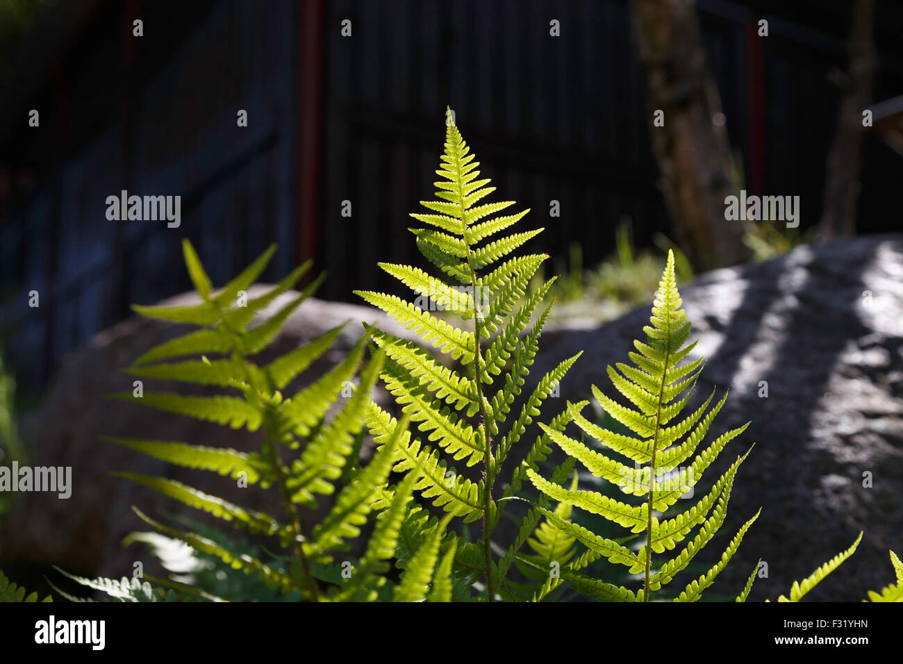 A fern in spring Stock Photo - Alamy