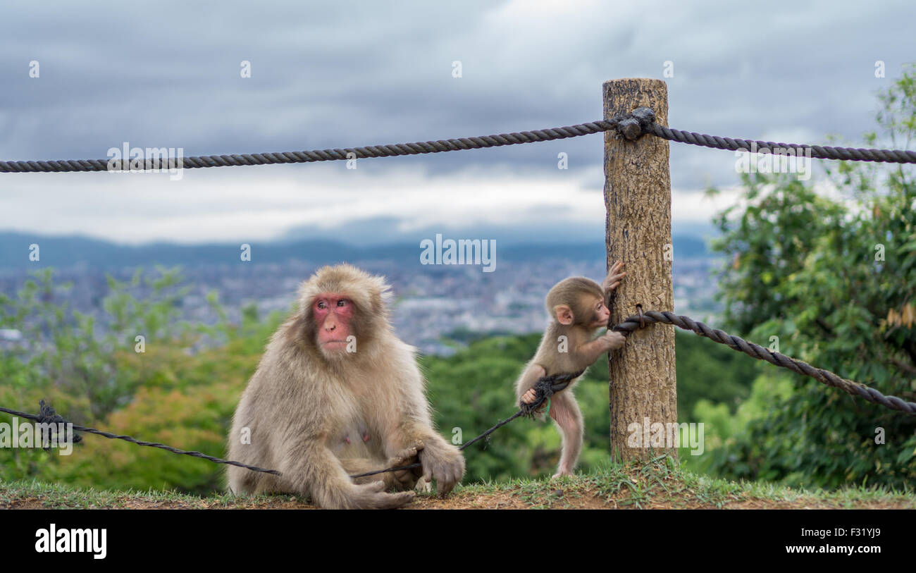 Japanese monkey behind hi-res stock photography and images - Alamy