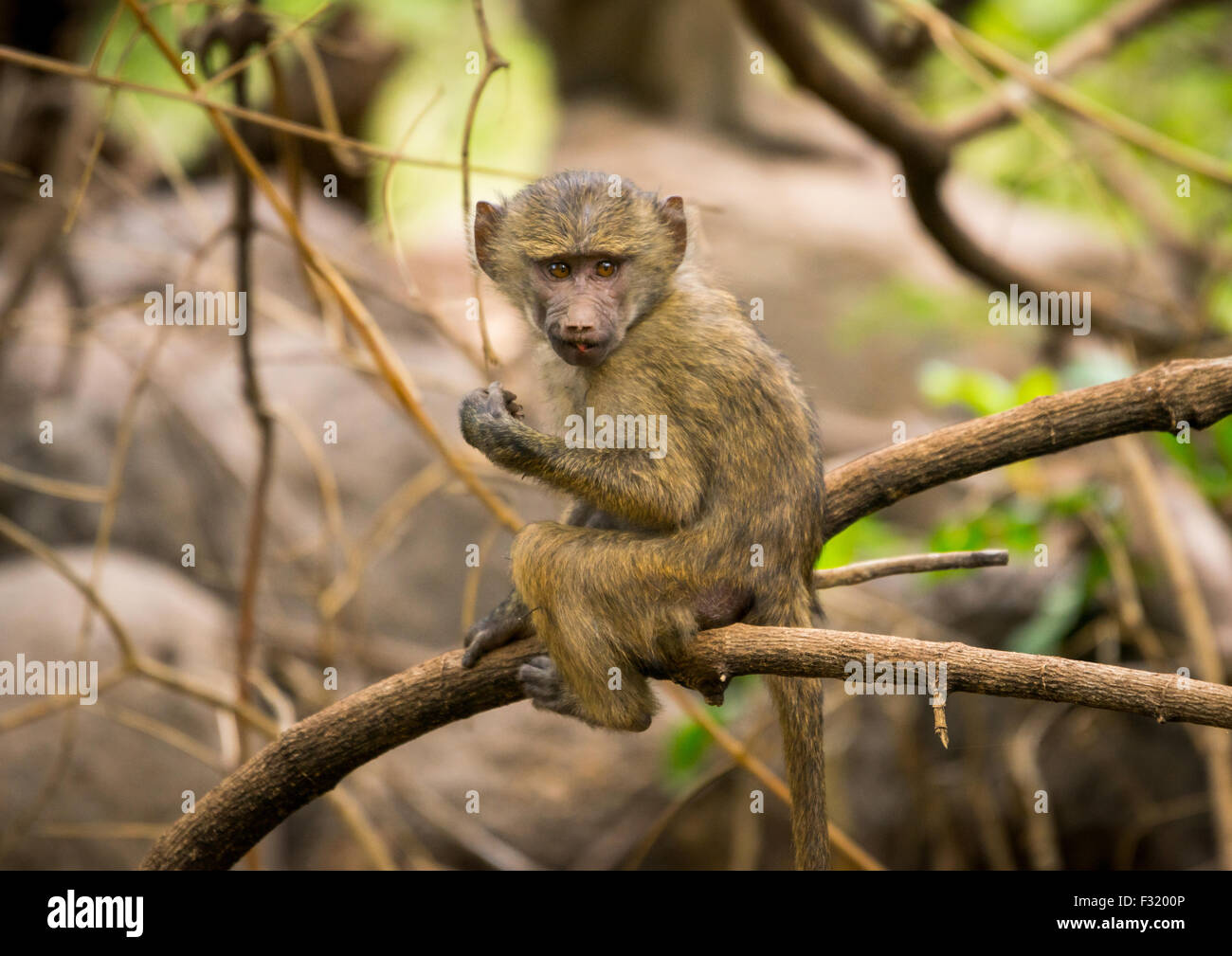 Tanzania, Park Manyara, Arusha, olive baboon (papiocynocephalus anubis ...