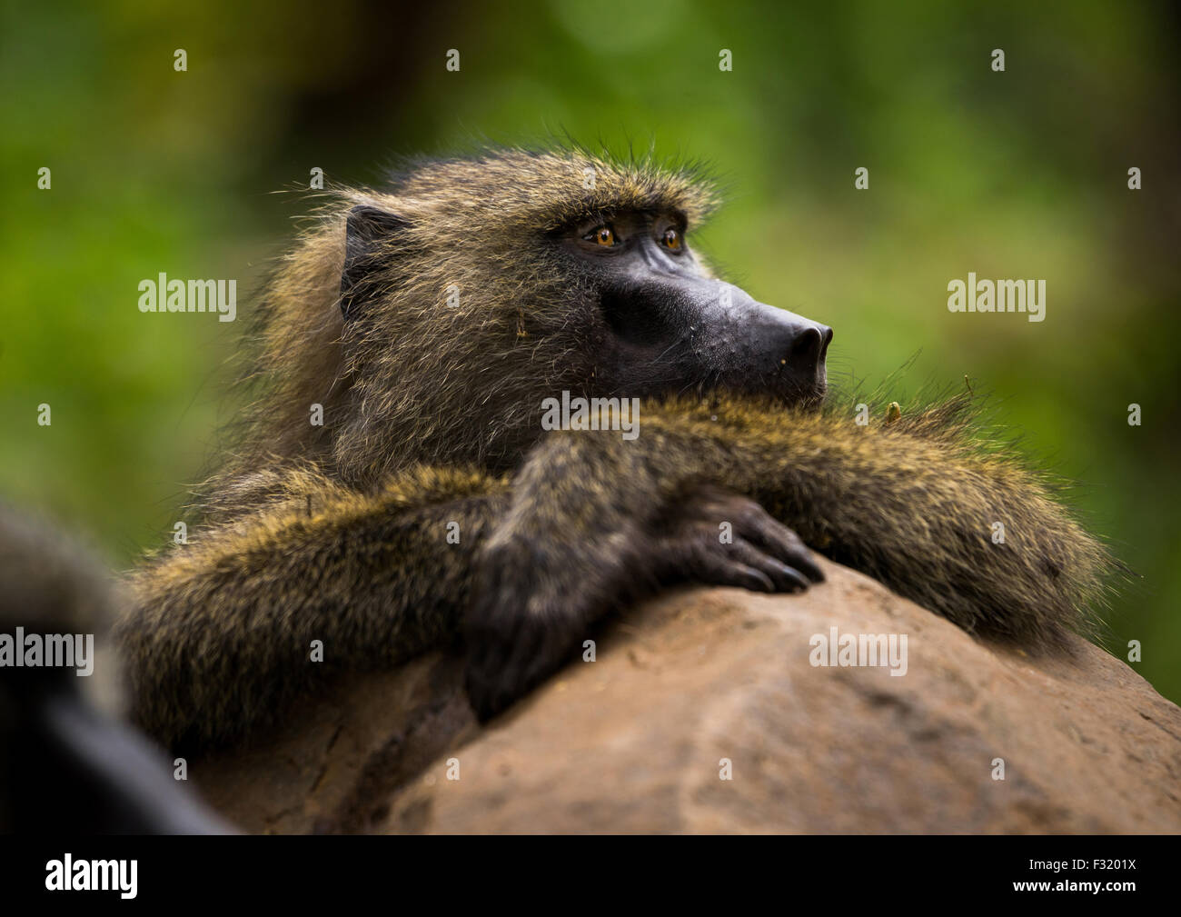 Papiocynocephalus hi-res stock photography and images - Alamy