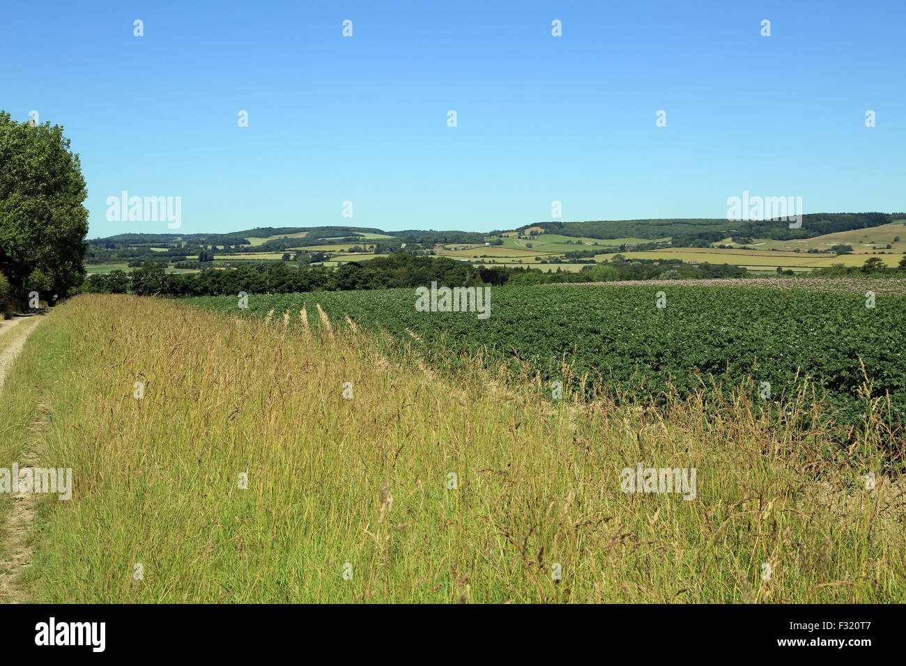 View of The North Downs in Kent from Wibberley Way, Wye, Ashford, Kent ...
