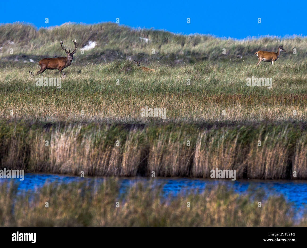 Prerow, Germany. 26th Sep, 2015. A red deer is seen in the Western ...