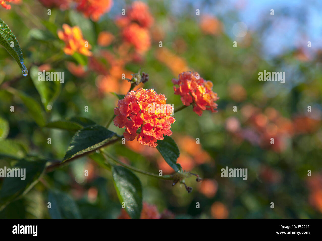 Beautiful Lantana flowers in the garden Stock Photo - Alamy