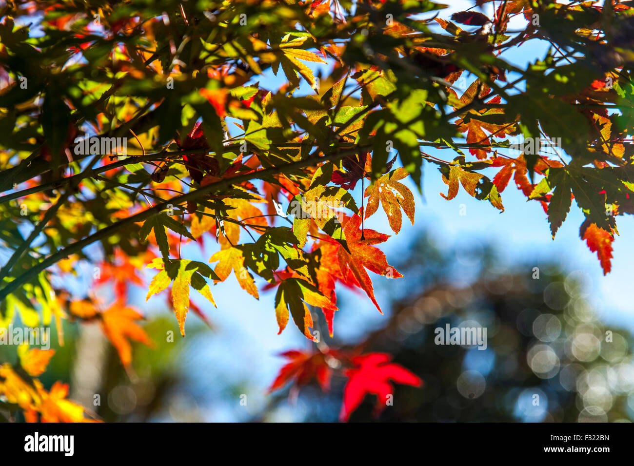Colorful maple leaf Stock Photo - Alamy