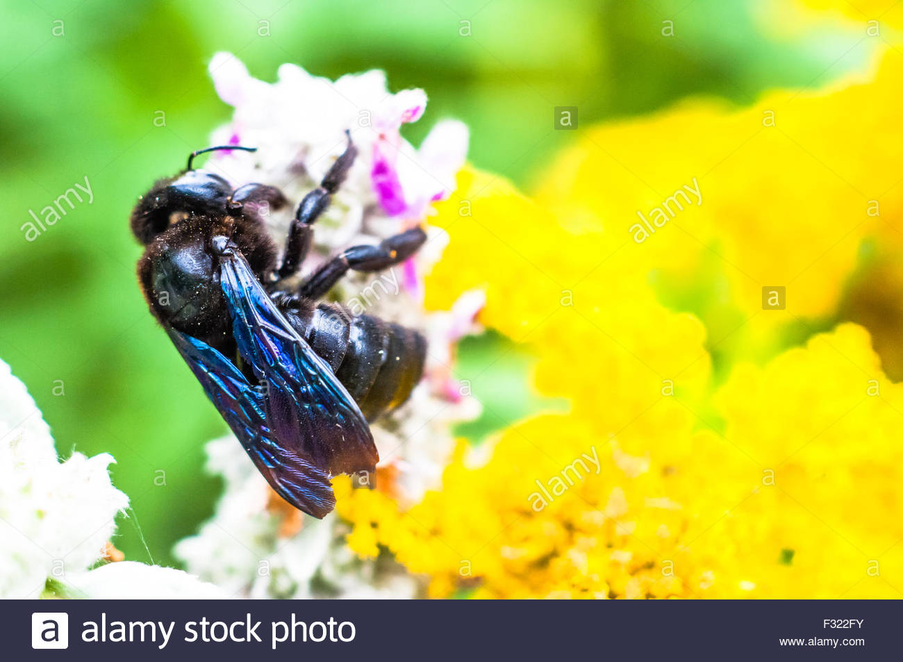 Carpenter bee Latin name xylocopa violacea feeding on a purple polygala ...
