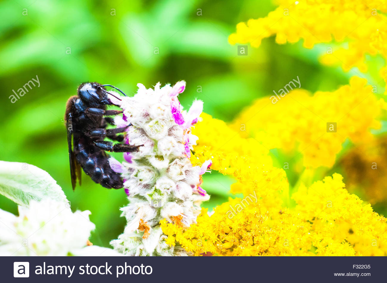 Carpenter bee Latin name xylocopa violacea feeding on a purple polygala ...