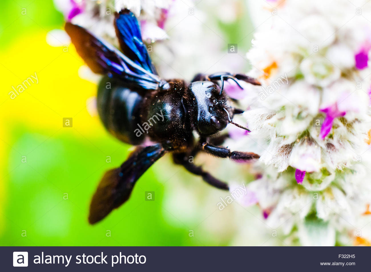 Carpenter bee Latin name xylocopa violacea feeding on a purple polygala ...