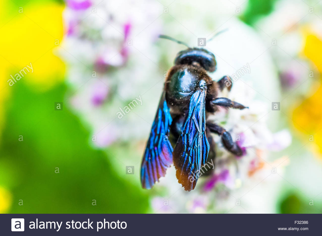 Carpenter bee Latin name xylocopa violacea feeding on a purple polygala ...