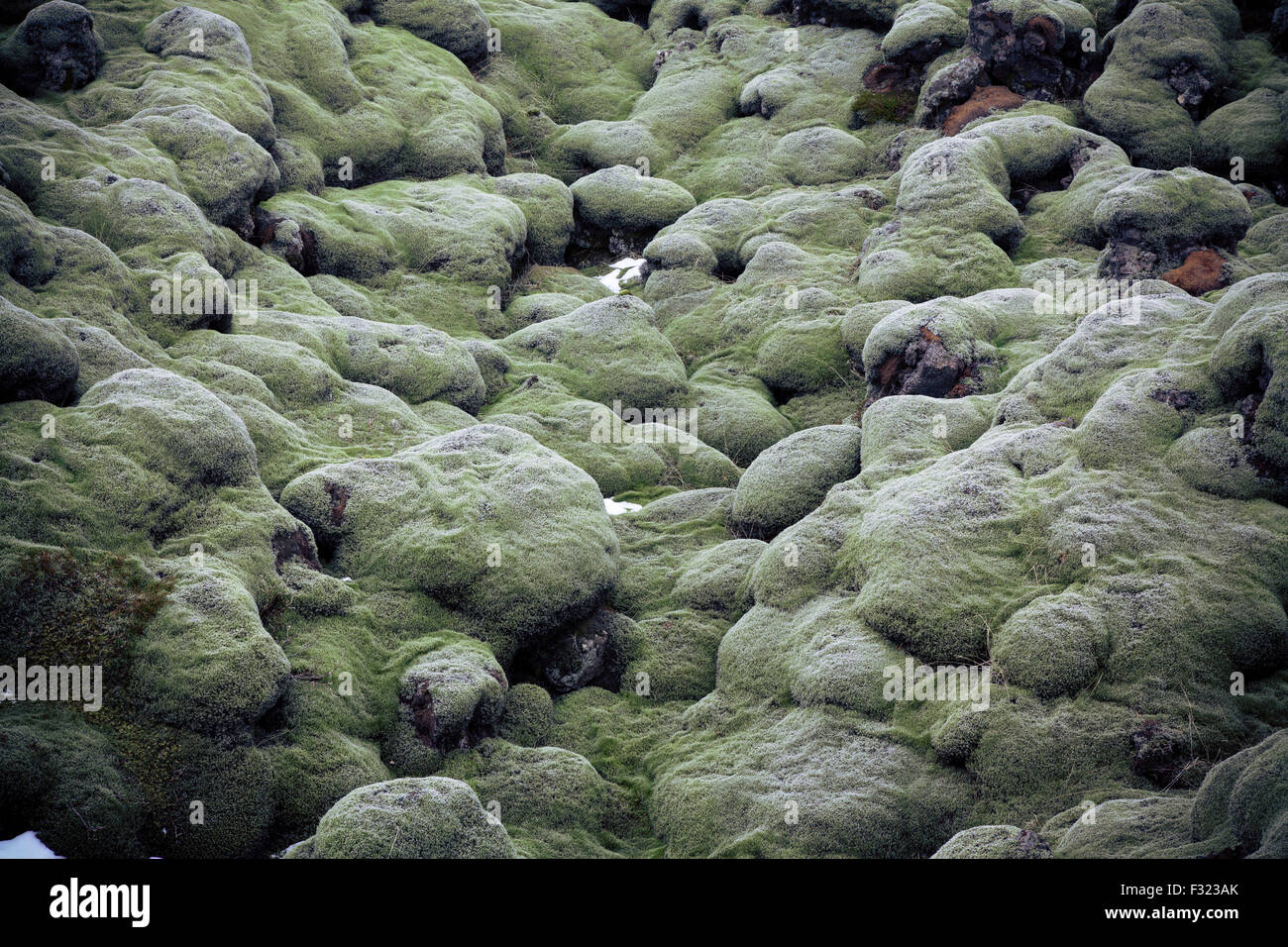 Lava field covered in green moss. South Iceland Stock Photo - Alamy
