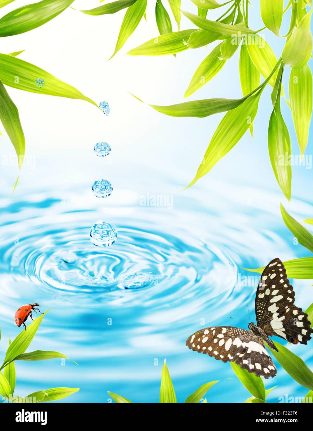 Water drops falling from a bamboo leaf Stock Photo - Alamy