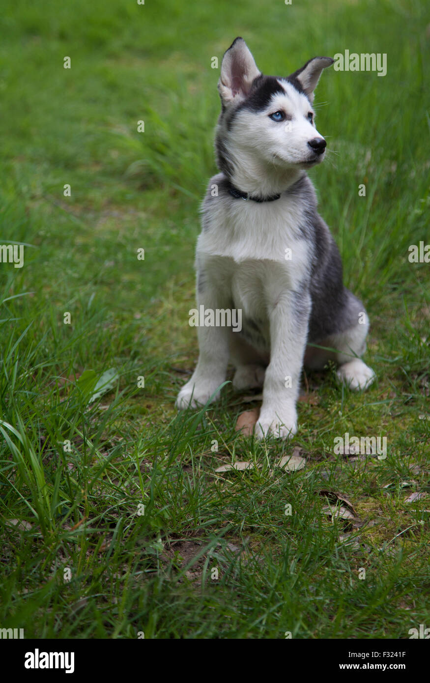 Huskimo hi-res stock photography and images - Alamy