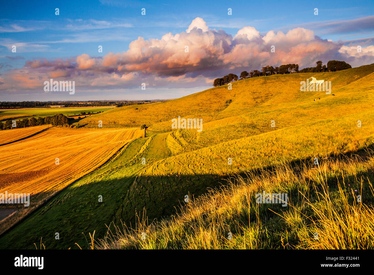 The White Horse at Cherhill in Wiltshire Stock Photo - Alamy