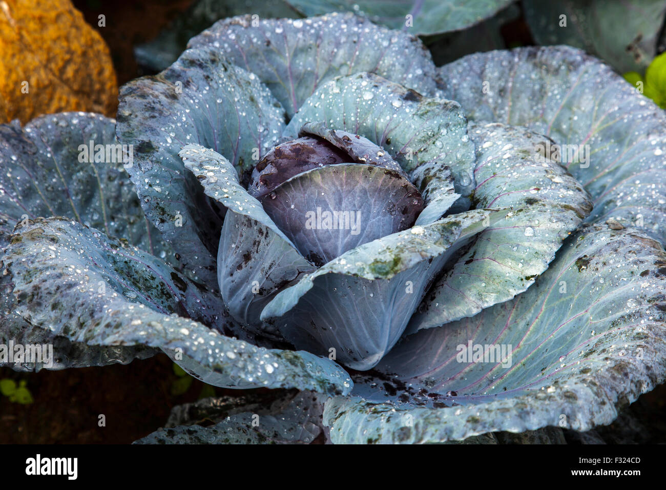 Fresh produce garden hi-res stock photography and images - Alamy