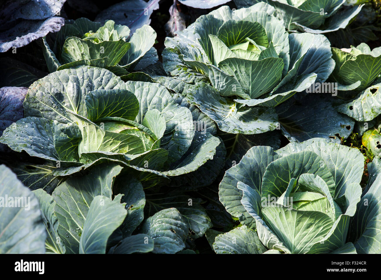 Summer cabbages hi-res stock photography and images - Alamy