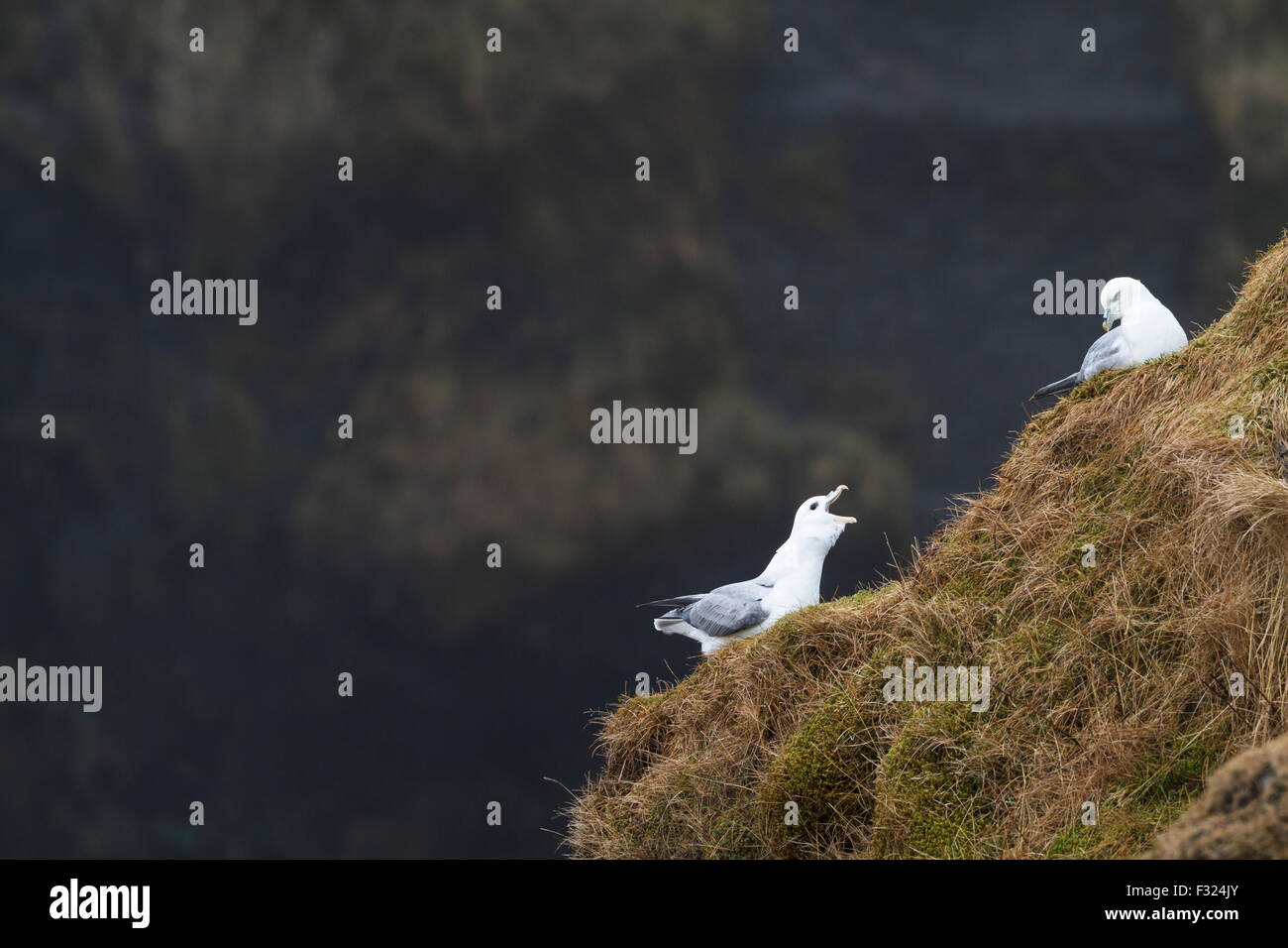 Northern Fulmar (Fulmarus glacialis) colony near Skogafoss. Iceland ...