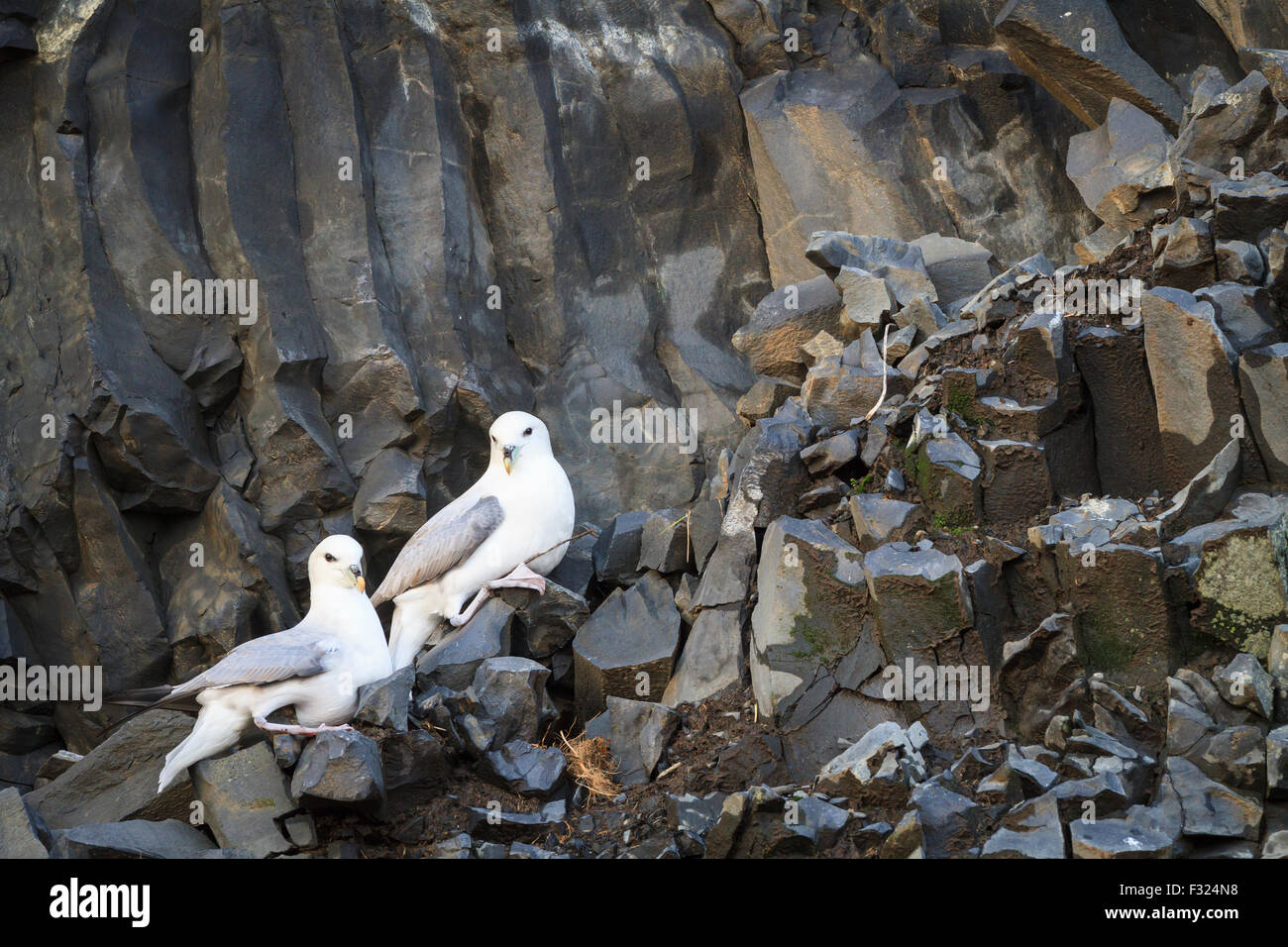 Northern Fulmar (Fulmarus glacialis) pair on cliff ledge. South Iceland ...