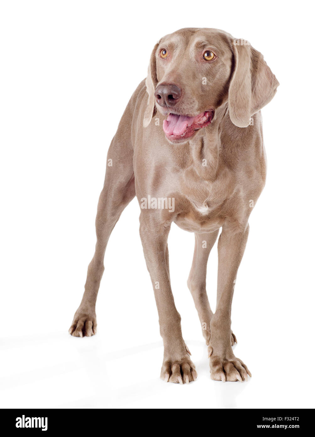Dog, standing, isolated on a white background Stock Photo - Alamy