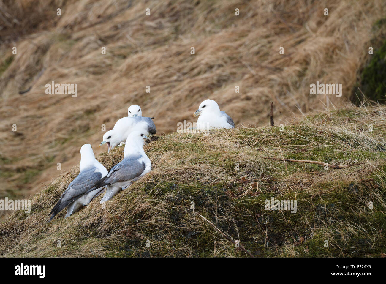 Group of Northern Fulmar (Fulmarus glacialis) interacting. South ...