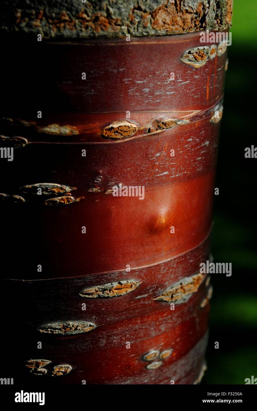 Cherry tree bark at Southover Grange Gardens, Lewes Stock Photo - Alamy