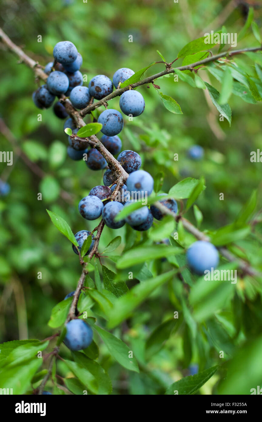 Prunus spinosa. Also known as blackthorn, or sloe Stock Photo - Alamy