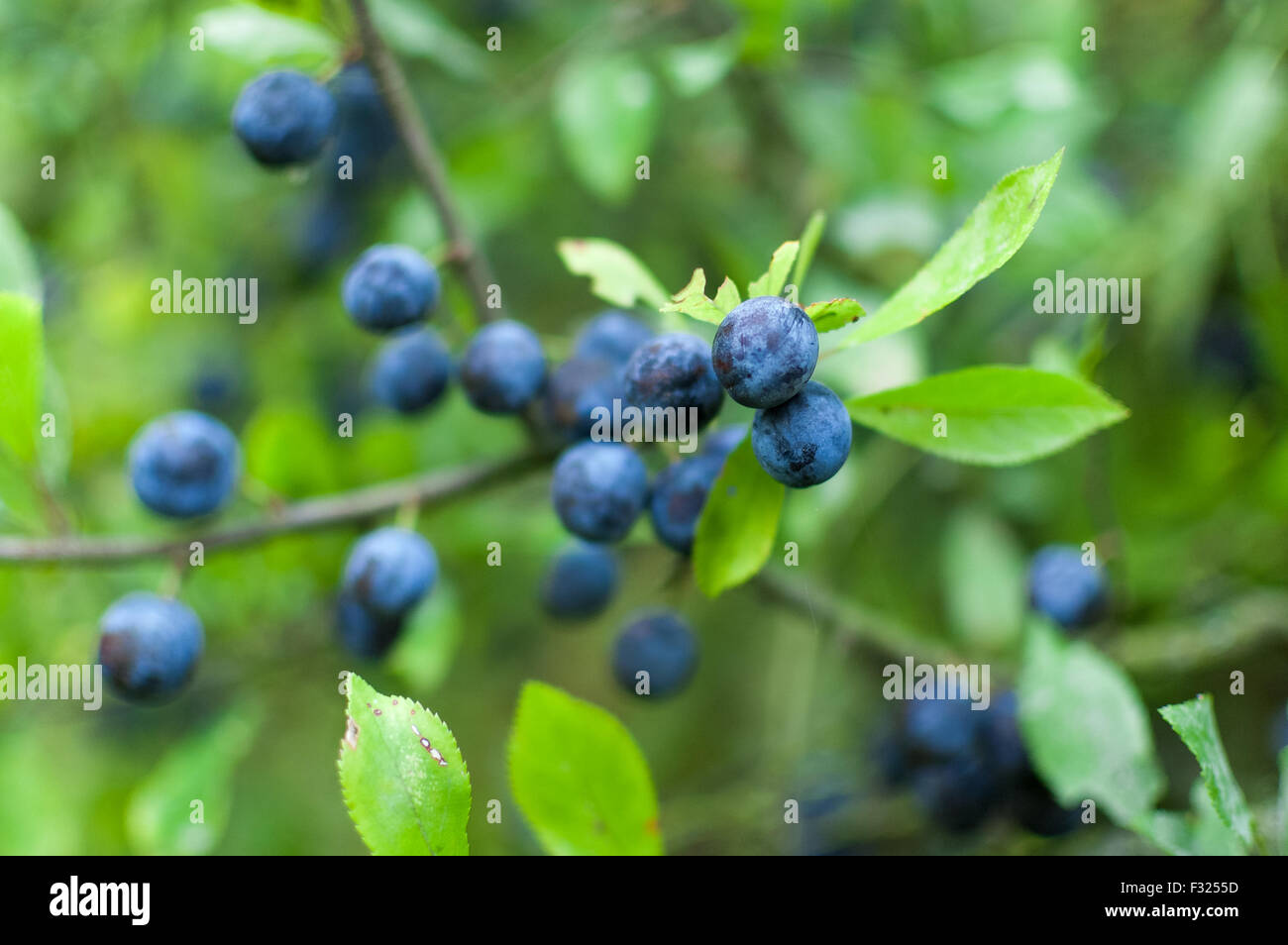 Prunus spinosa. Also known as blackthorn, or sloe Stock Photo - Alamy
