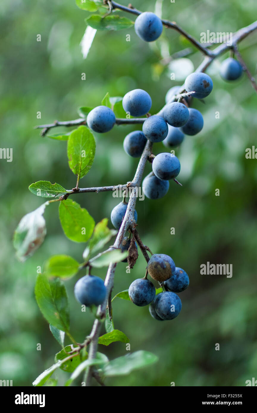 Prunus spinosa. Also known as blackthorn, or sloe Stock Photo - Alamy