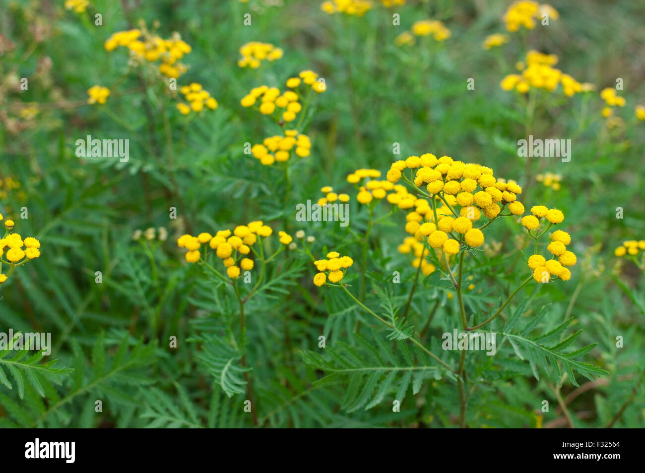 Tanacetum plant hi-res stock photography and images - Alamy