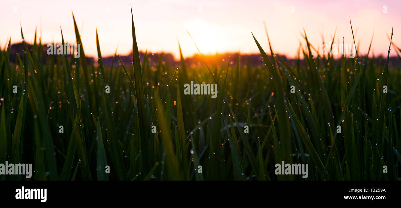 trace of the rain Stock Photo - Alamy
