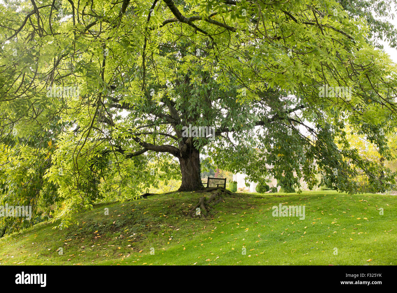 Hornbeam tree hi-res stock photography and images - Alamy