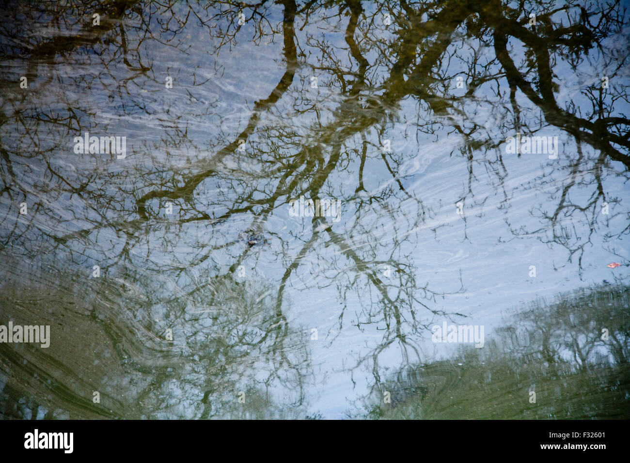 Tree reflections in water Stock Photo - Alamy
