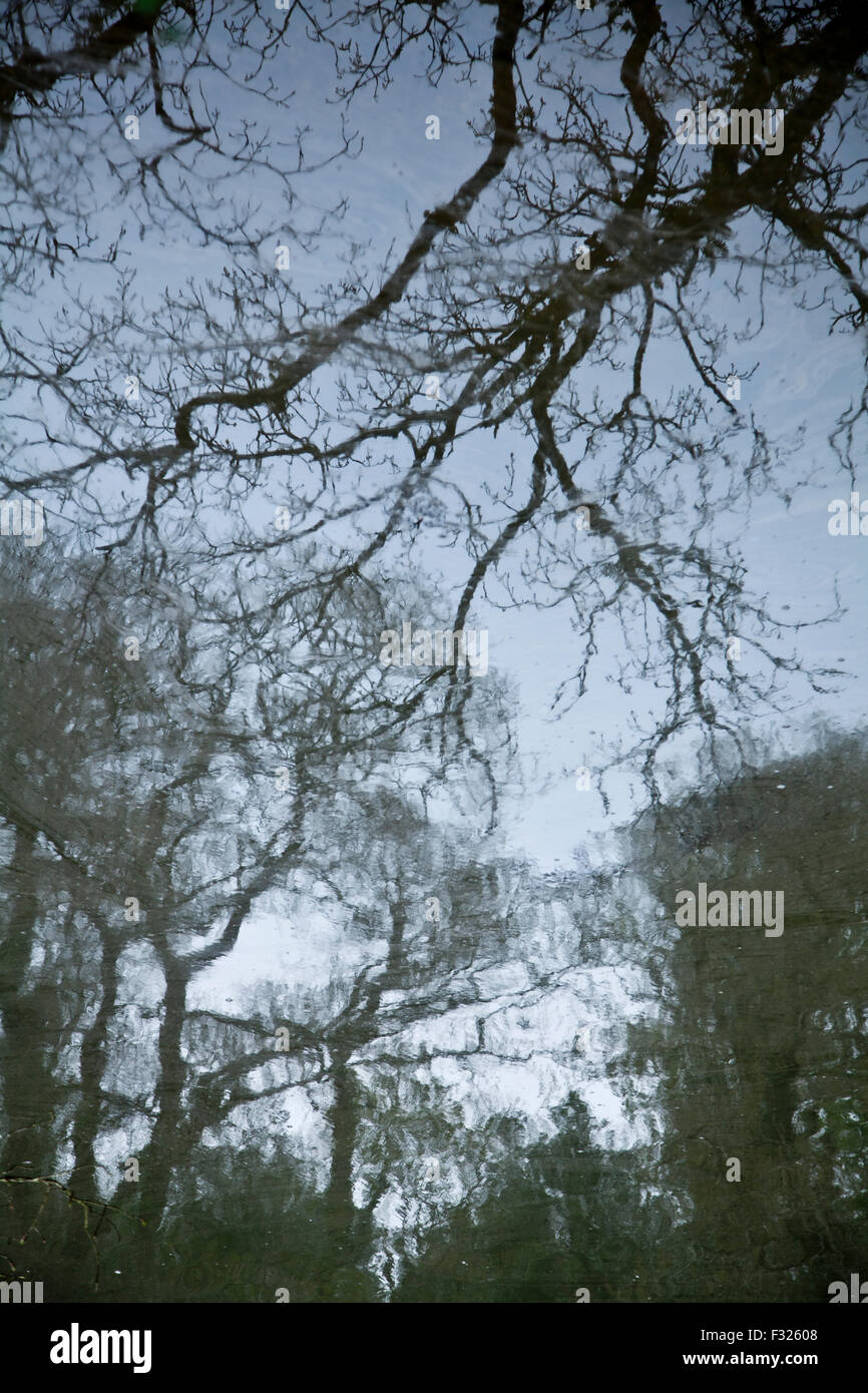 Polluted tree hi-res stock photography and images - Alamy
