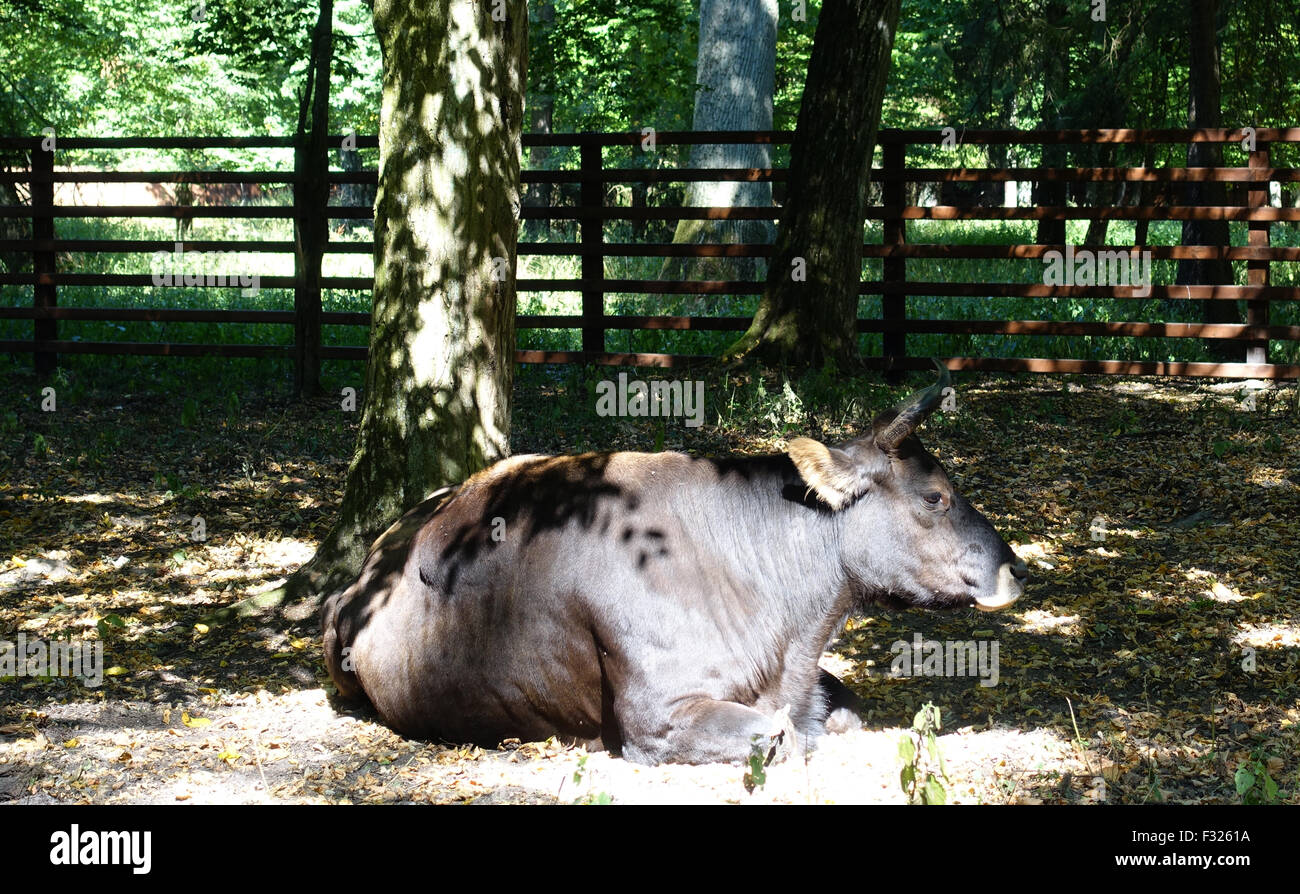 Zubron in Bialowieza Forest, Bialowieza National Park, Poland, Europe ...