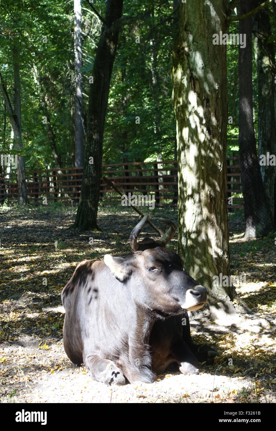 Zubron in bialowieza forest bialowieza hi-res stock photography and ...