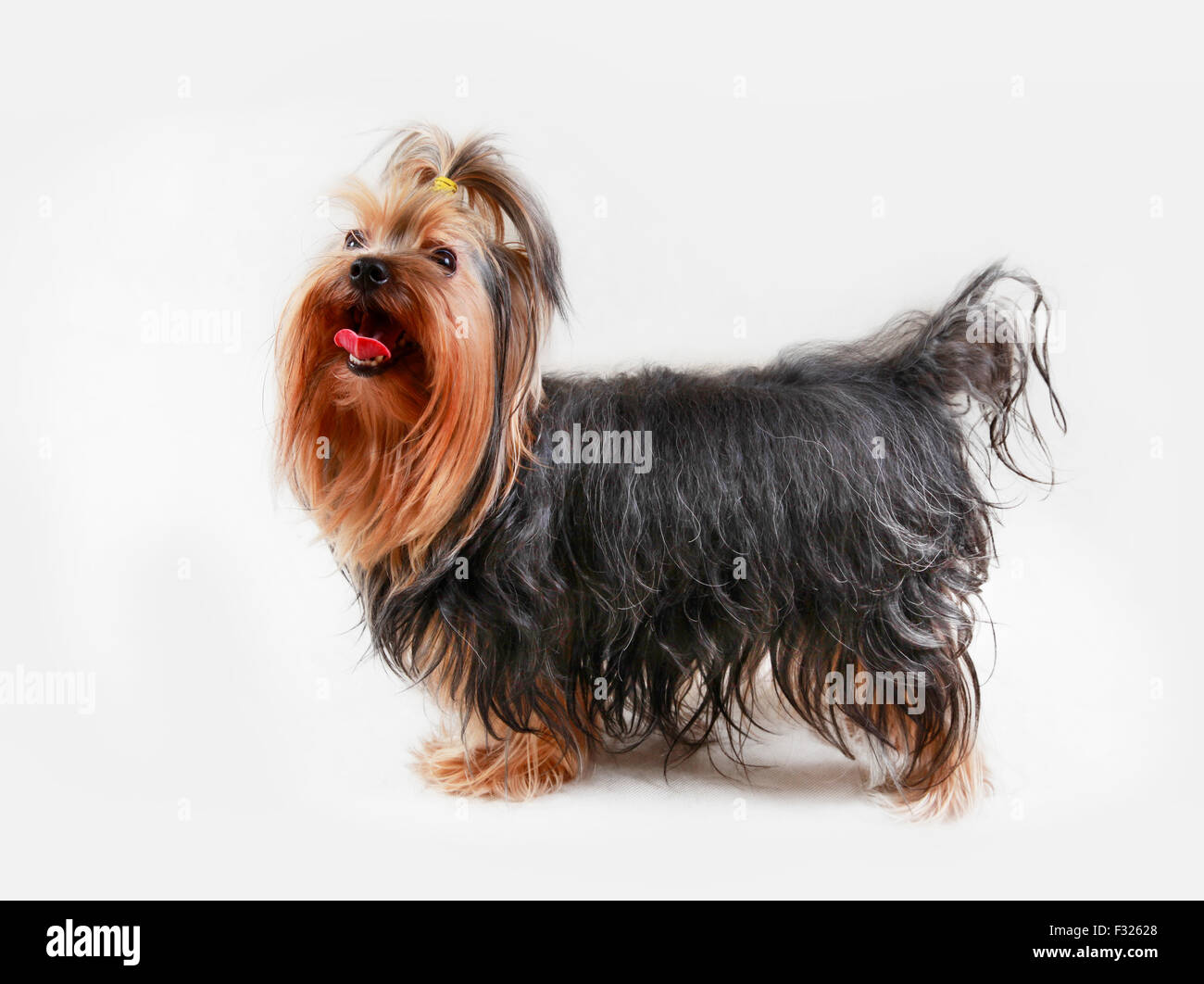 Portrait of yorkshire close-up on white background Stock Photo - Alamy