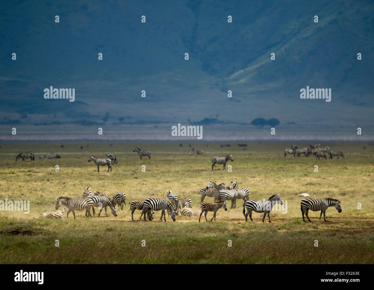 Tanzania, Arusha Region, Ngorongoro Conservation Area, zebra (equus ...