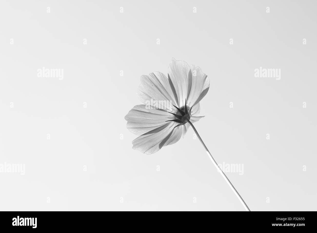 Cosmos summer flower Black and White Stock Photos & Images - Alamy