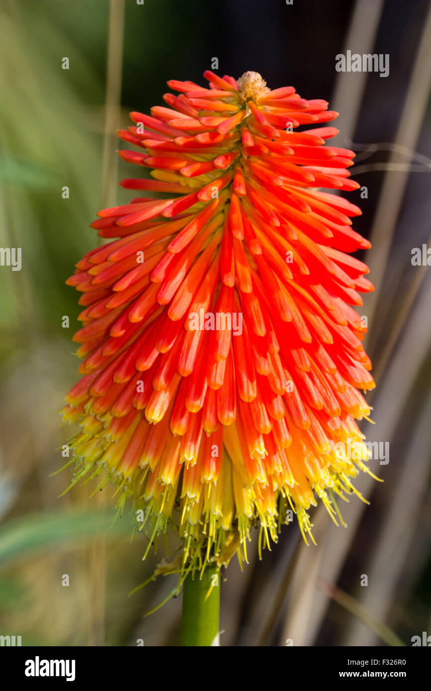 Fat flower head of the Autumn flowering torch lily, Kniphofia rooperi ...