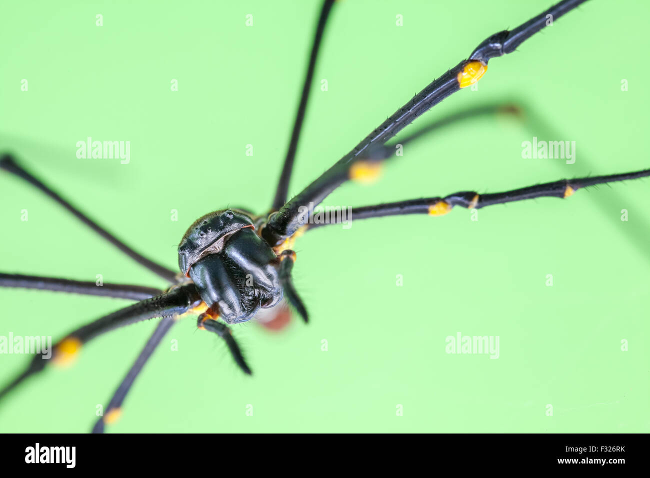 the head with its fangs of a golden silk orb-weaver spider Stock Photo ...