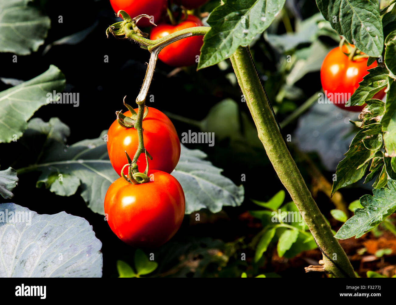Seasonal red plant hi-res stock photography and images - Alamy