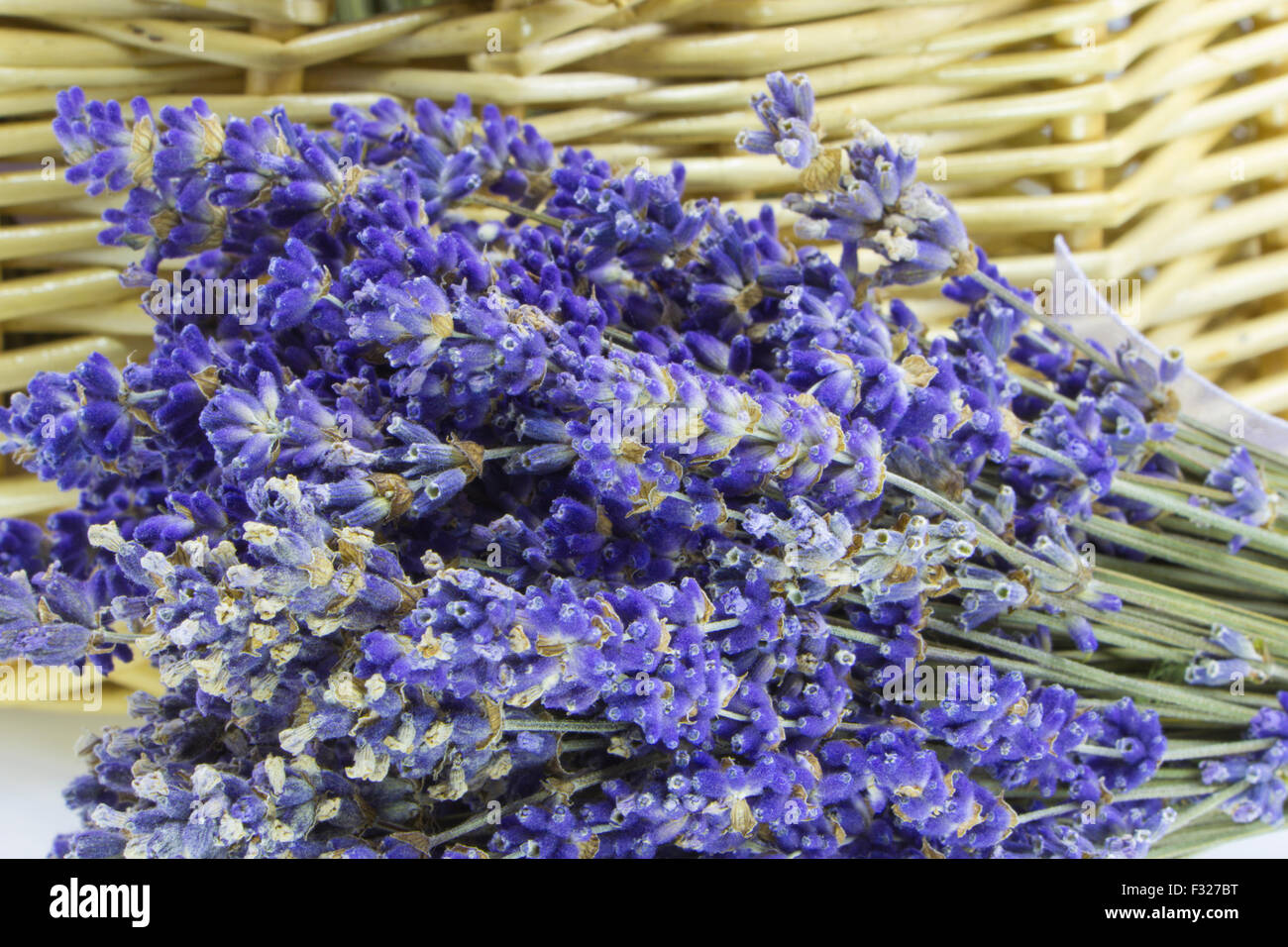 Delicate lavender flowers hi-res stock photography and images - Alamy