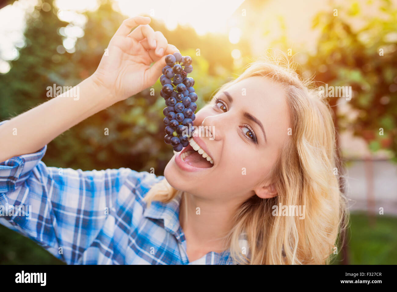 Woman picking grapes hi-res stock photography and images - Alamy