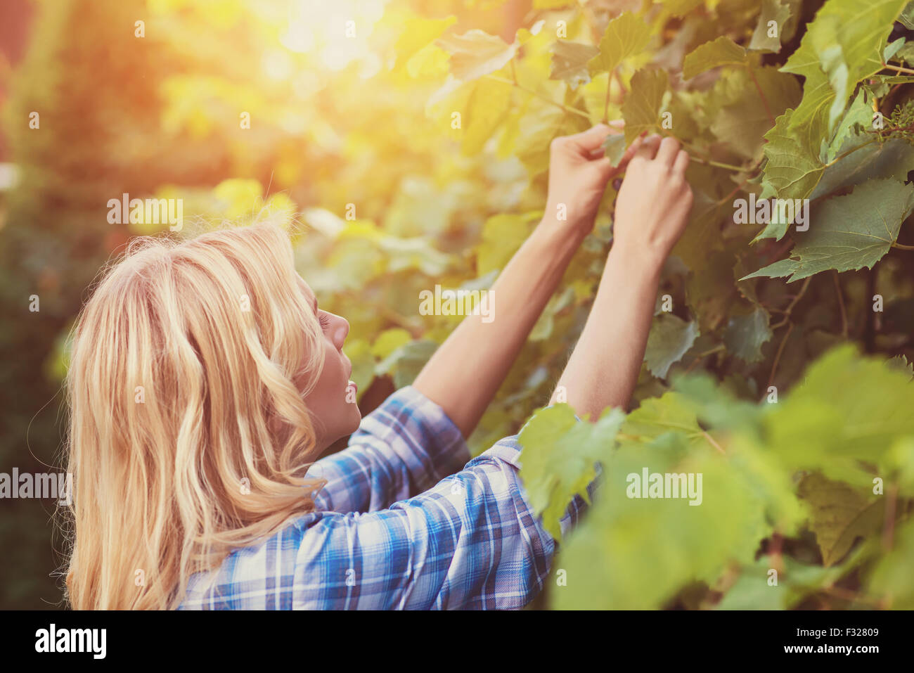 Beautiful woman harvesting grapes Stock Photo - Alamy