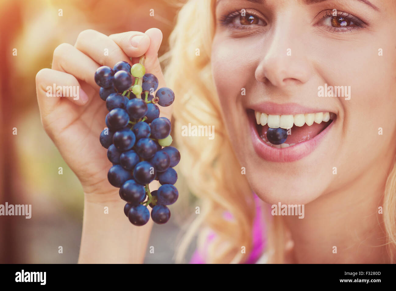 Beautiful woman harvesting grapes Stock Photo - Alamy