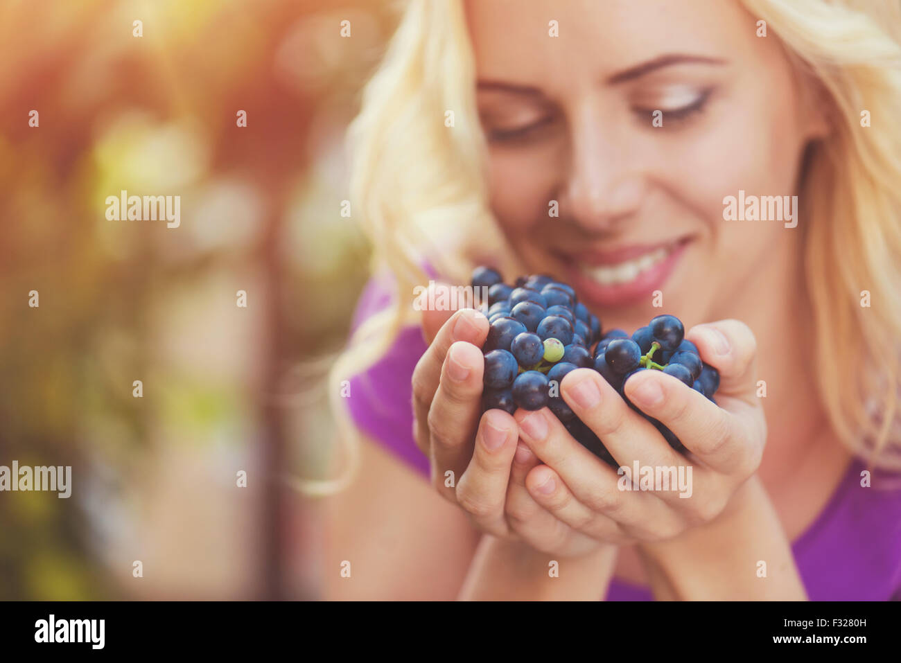 Beautiful woman harvesting grapes Stock Photo - Alamy