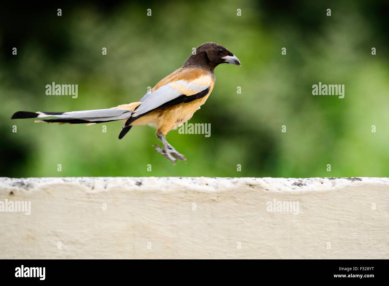 Jumping jack hi-res stock photography and images - Alamy