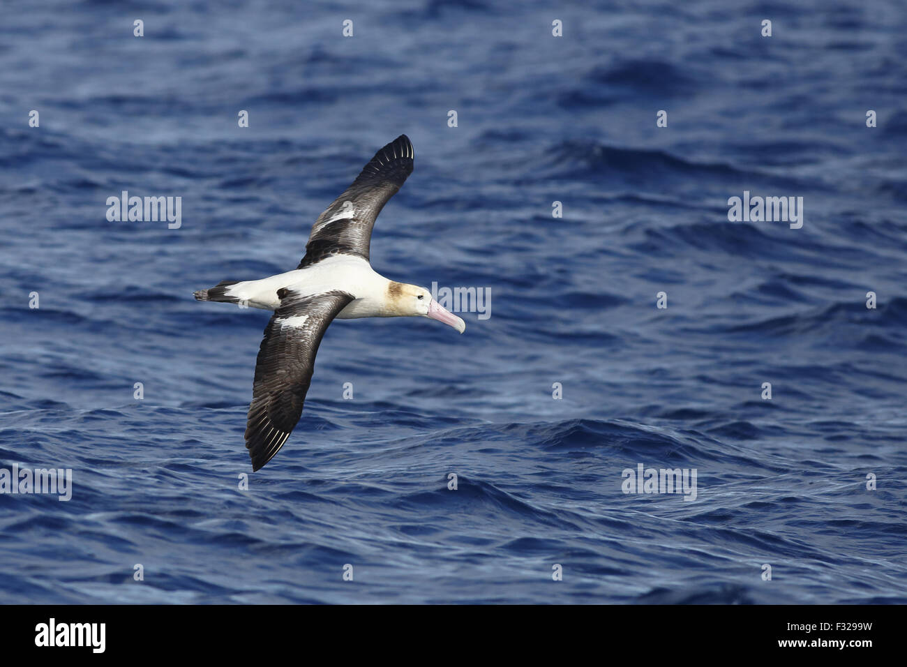 Short-tailed Albatross (Phoebastria albatrus) adult, in flight over sea ...