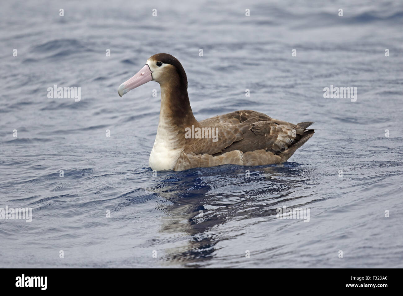 Short-tailed Albatross (Phoebastria albatrus) immature, swimming ...