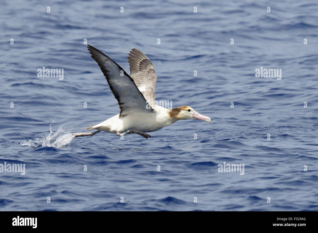 Short-tailed Albatross (Phoebastria albatrus) adult, taking off from ...
