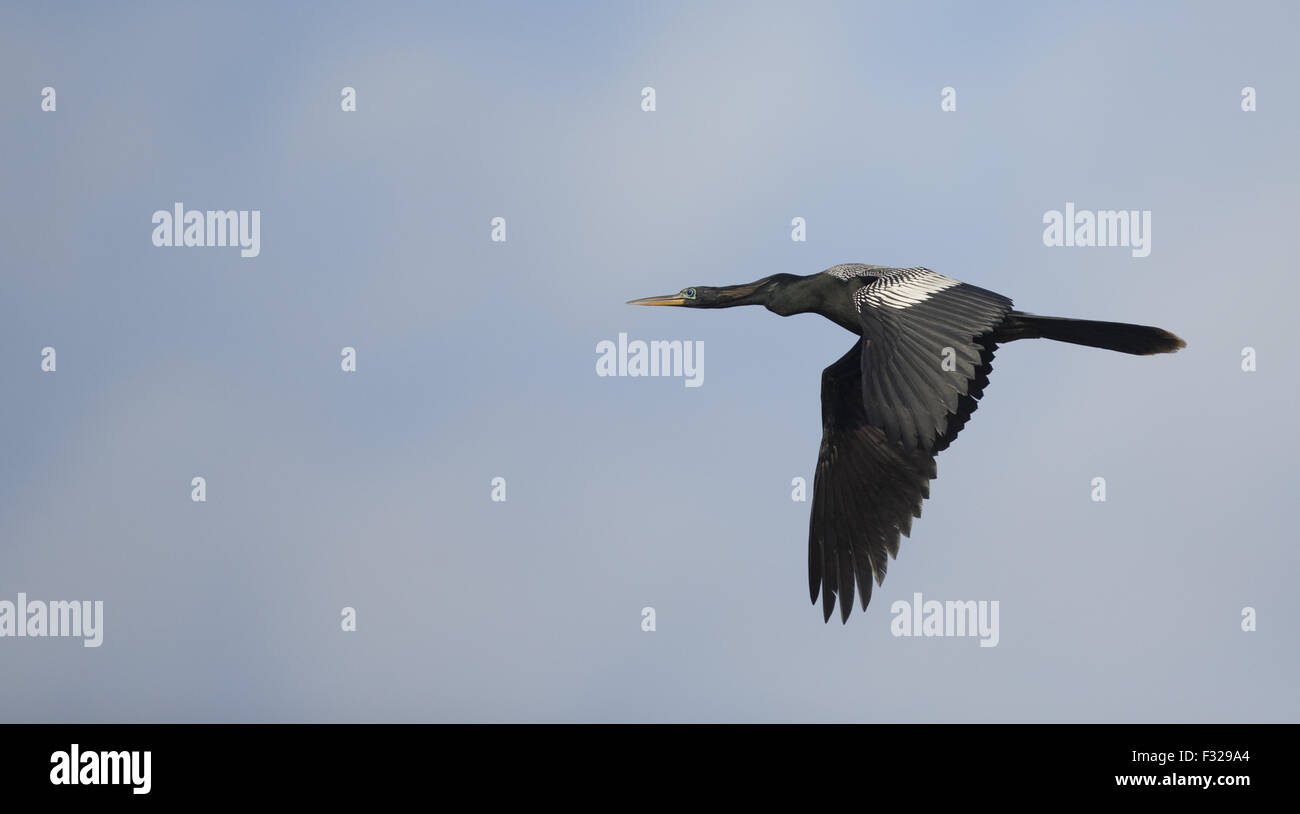 Anhinga (Anhinga anhinga) adult male, breeding plumage, in flight ...
